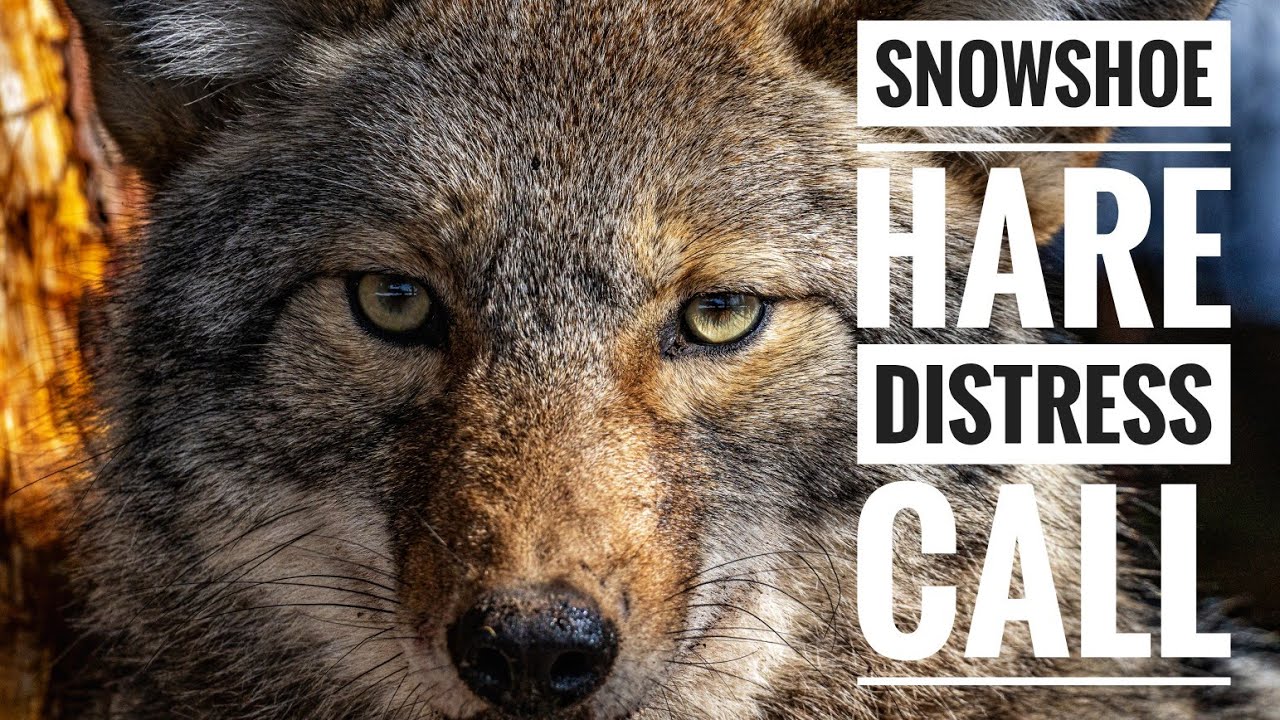 Free Snowshoe Hare Distress Call - Predator Hunting Call - YouTube