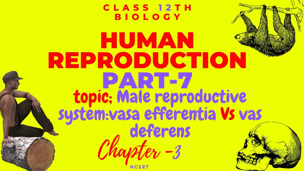 Male reproductive system: difference between vasa efferentia and vas ...
