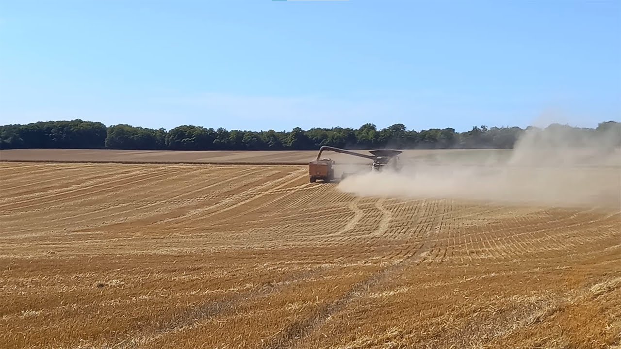 Combining wheat with a new Massey Ferguson Ideal 9 + 2 JCB Fastracs ...