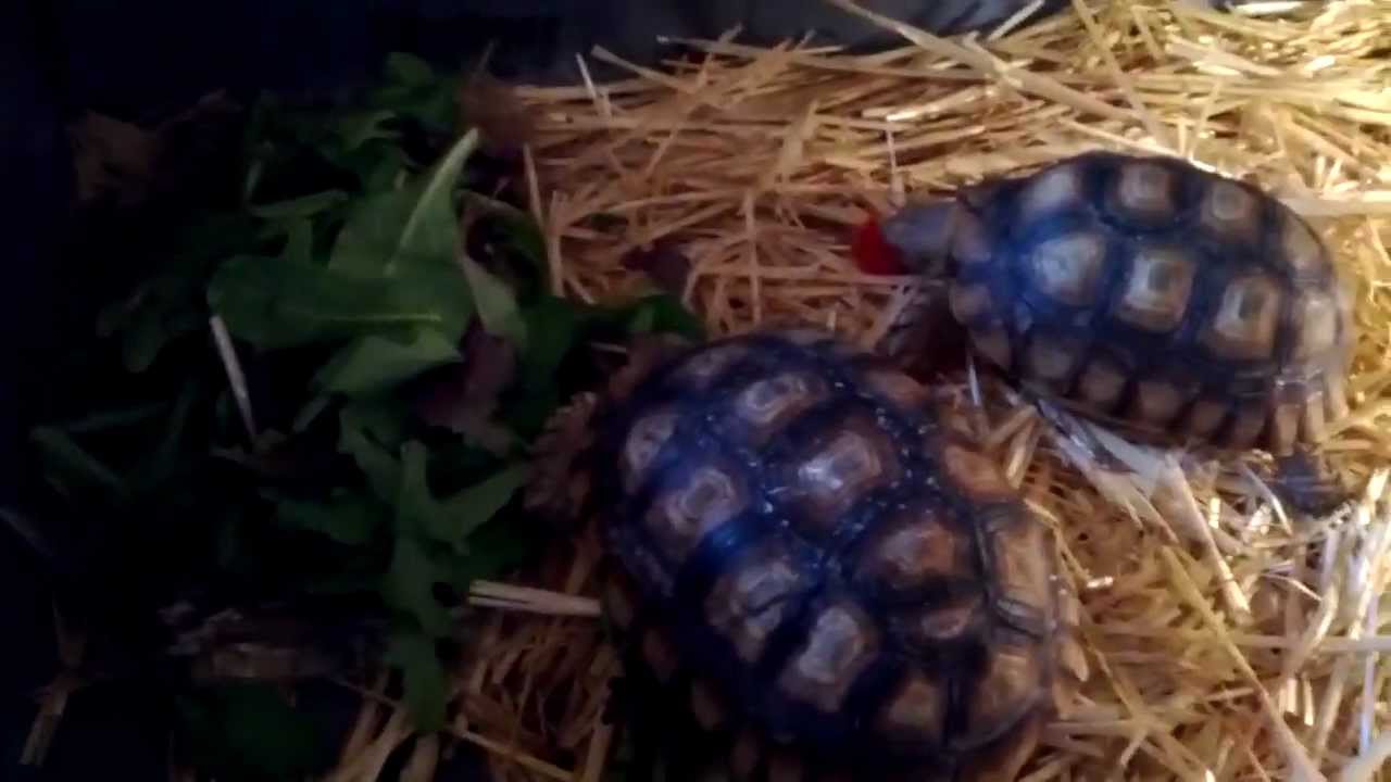 Heated Tortoise House - YouTube