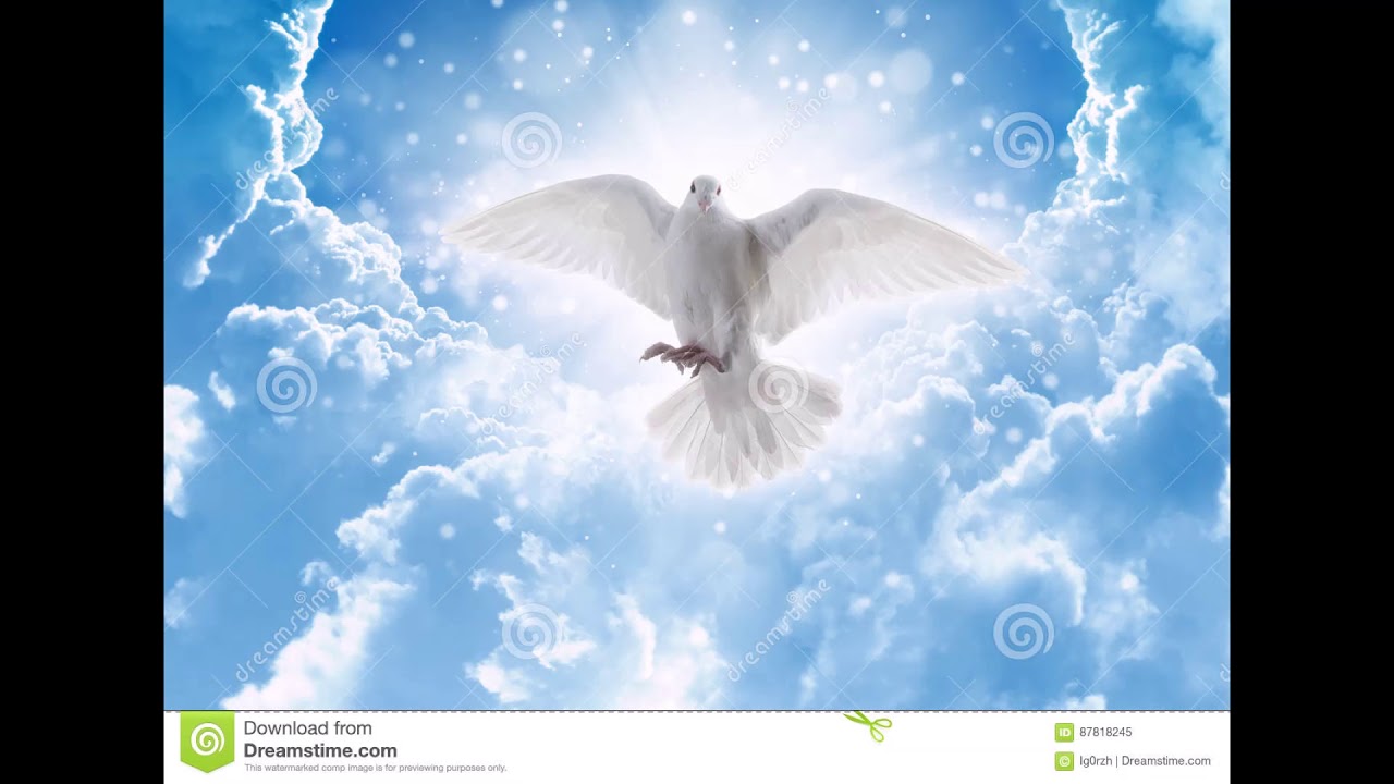 el pajaro y el angel reflexion - YouTube