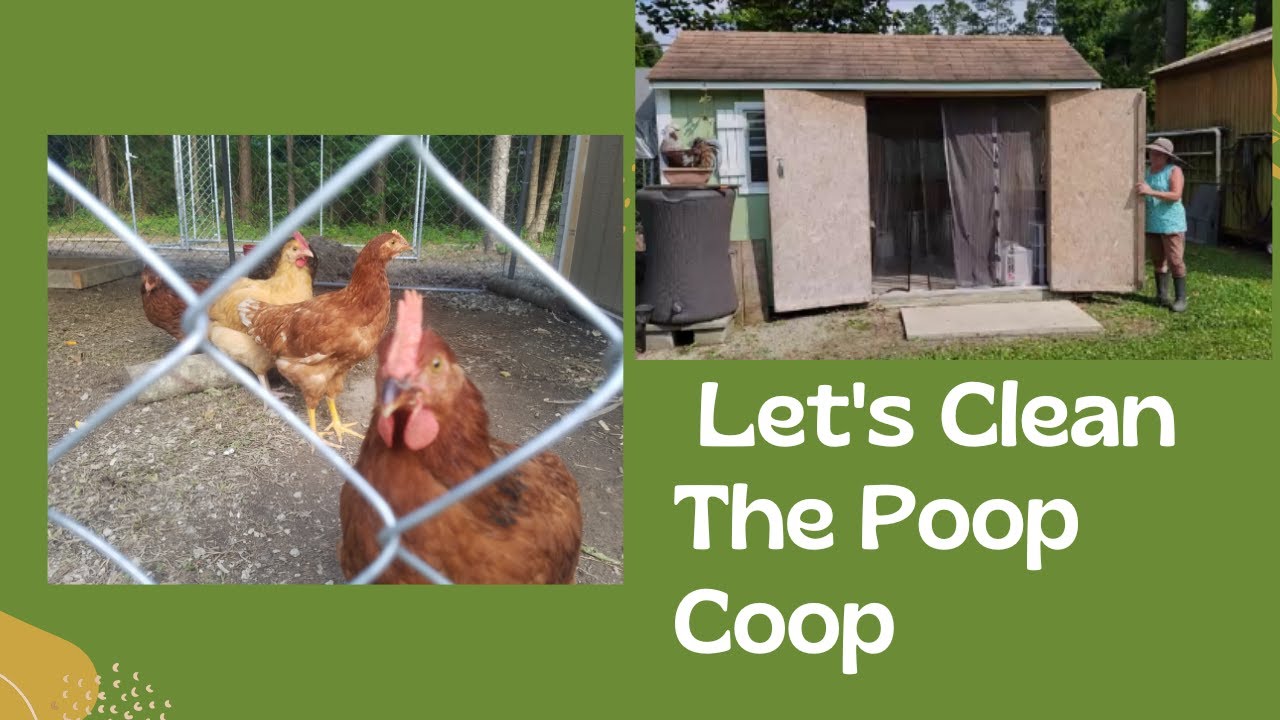 Cleaning The Poop Coop - Chickens - YouTube