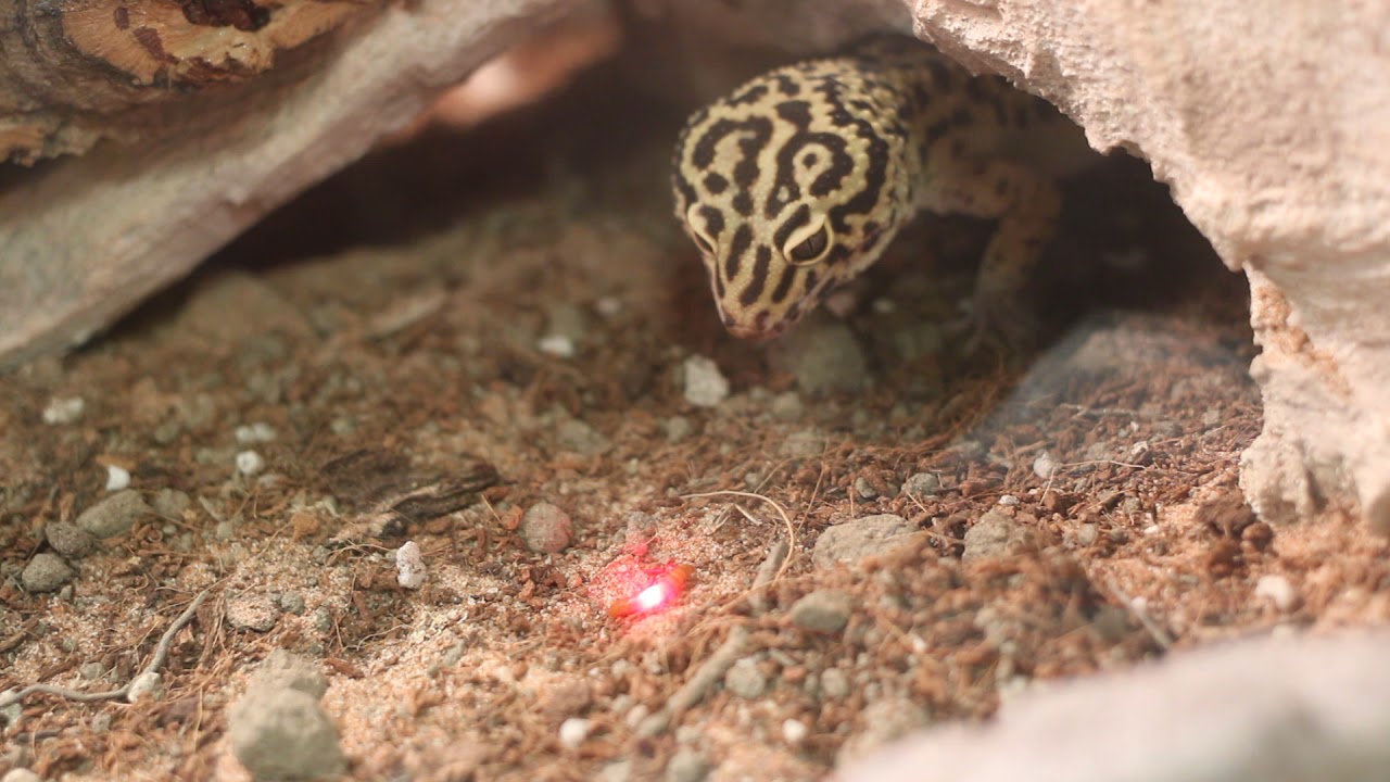 Leopard Gecko Training 9/27/21 - YouTube