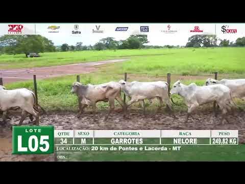 LOTE L05 - YouTube