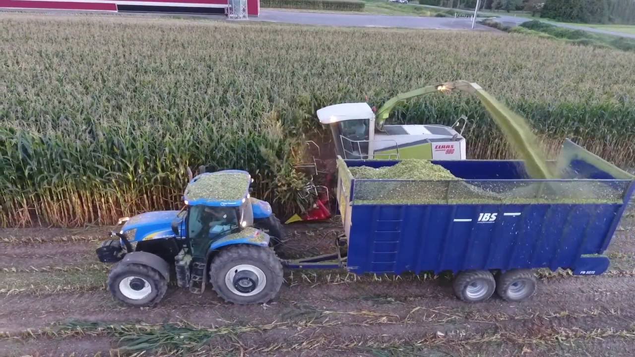 Chopping Corn Silage Harvest 09.14 2016 || Breeweg Custom || BC Canada ...