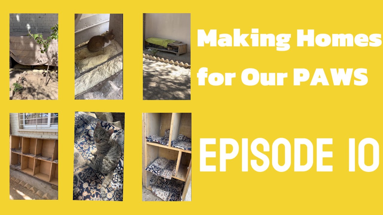 Episode 10 || Making Homes For Our Paws || Animal Rescue Center - YouTube