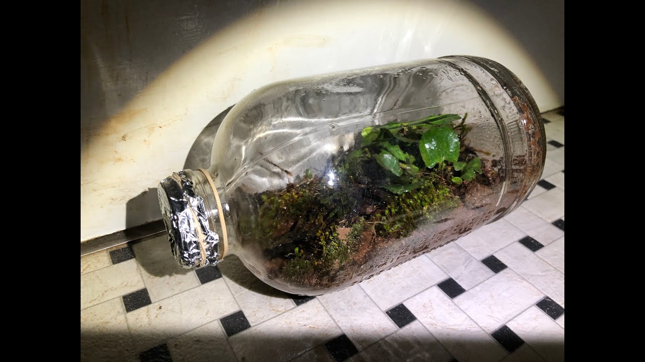 Making a mini Ecosystem out of a jar - YouTube