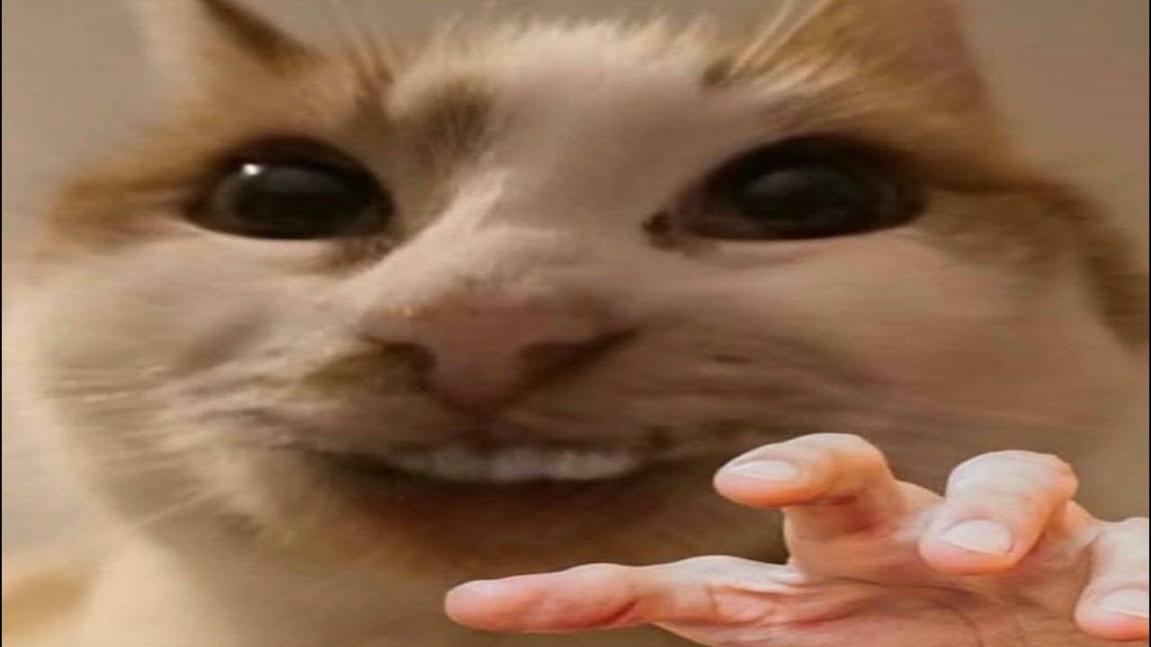 TYPICAL CATS: Screaming for No Reason at All - YouTube