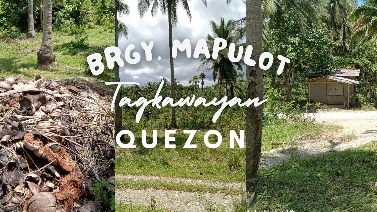 16A-267 3.1 Hectares Brgy. Mapulot Tagkawayan Quezon | 3.6M | Along brgy. road - YouTube