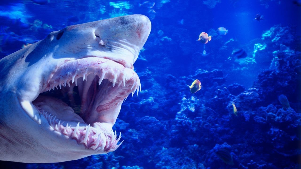 Sharks: Uncovering the Secrets of Sharks - YouTube