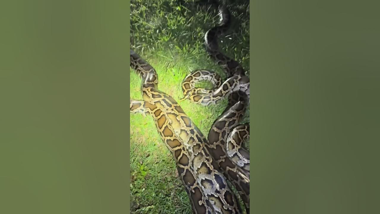 Looking for a 20 foot python in the Everglades! #crazy#snake#alligator# ...
