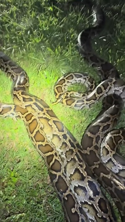 Looking for a 20 foot python in the Everglades! #crazy#snake#alligator# ...