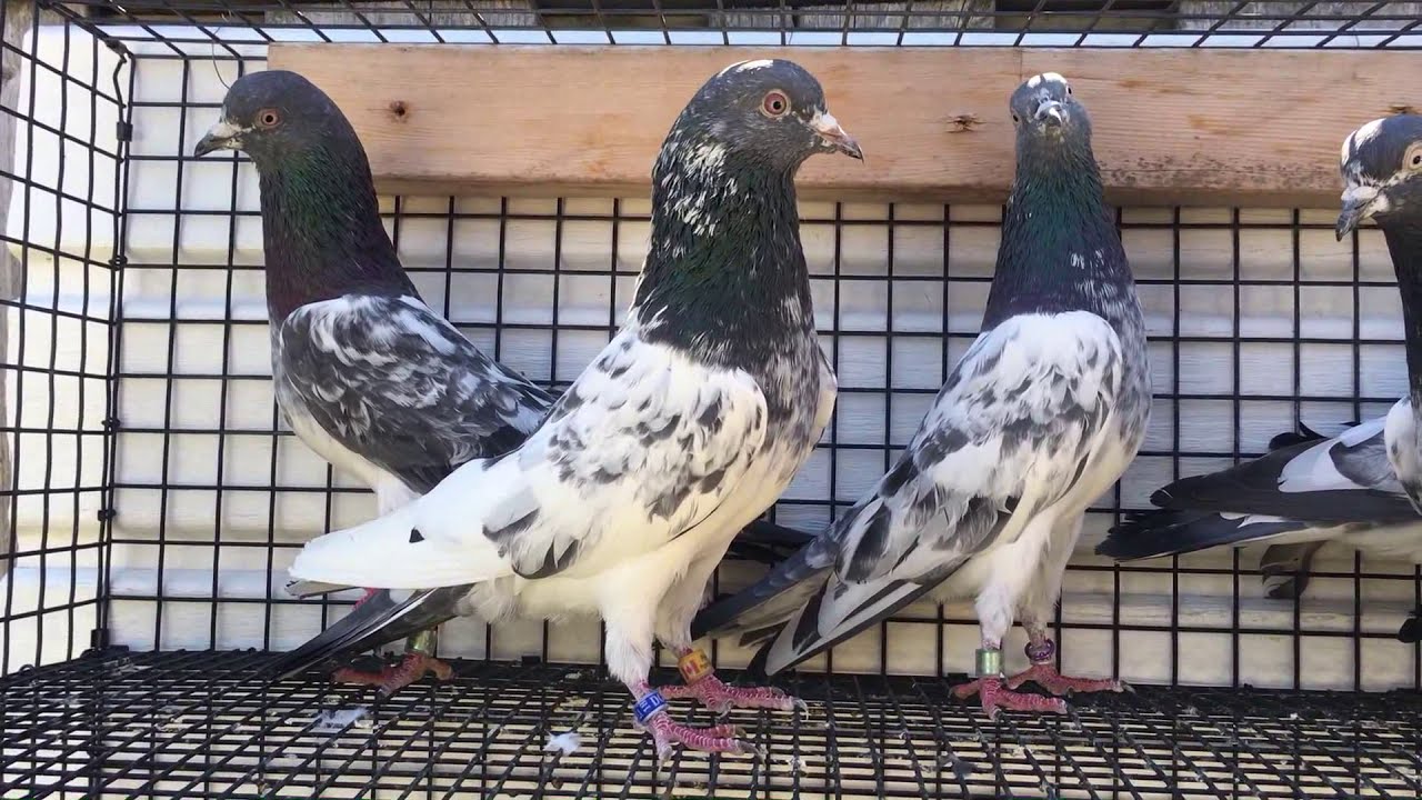 Kamagar Kabutar (Pakistani Pigeons Toronto, Canada 2019) - YouTube