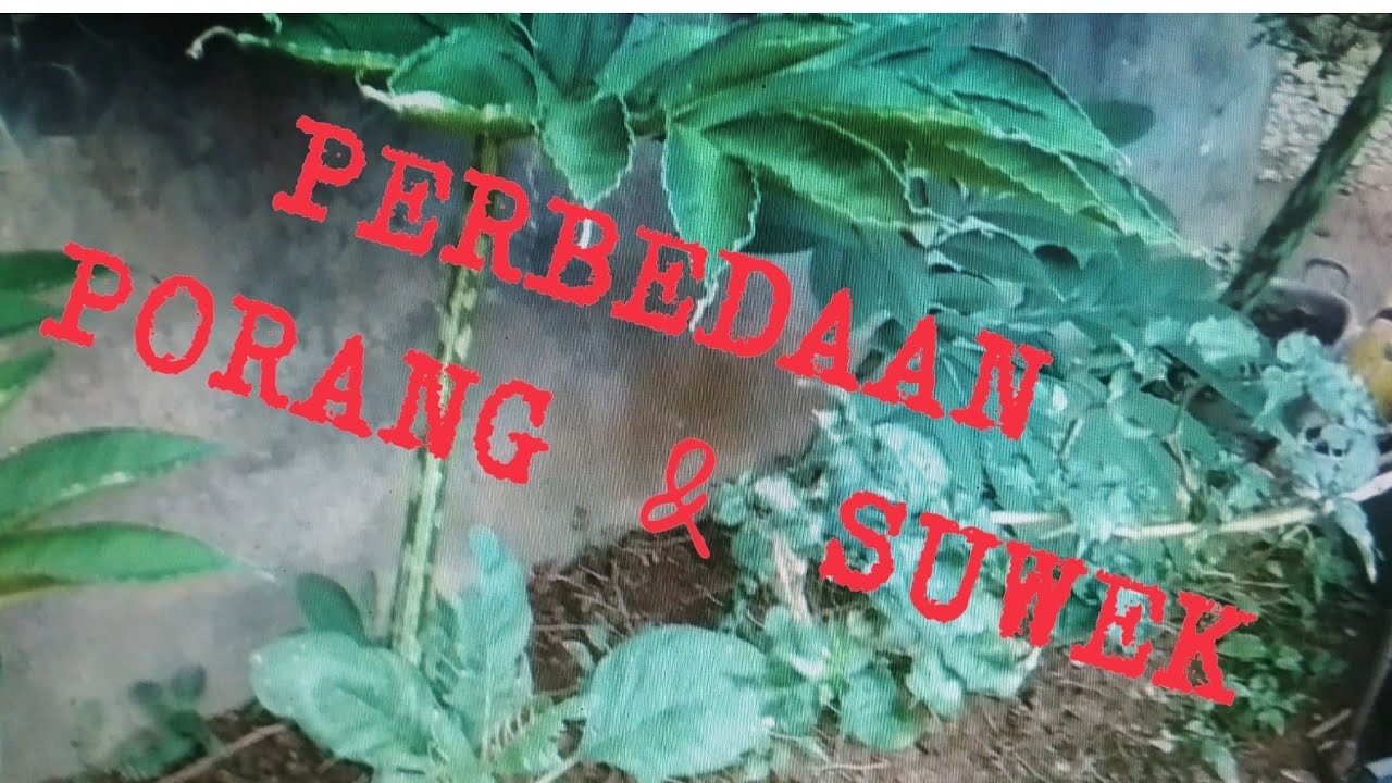 PERBEDAAN PORANG DAN SUWEK - YouTube
