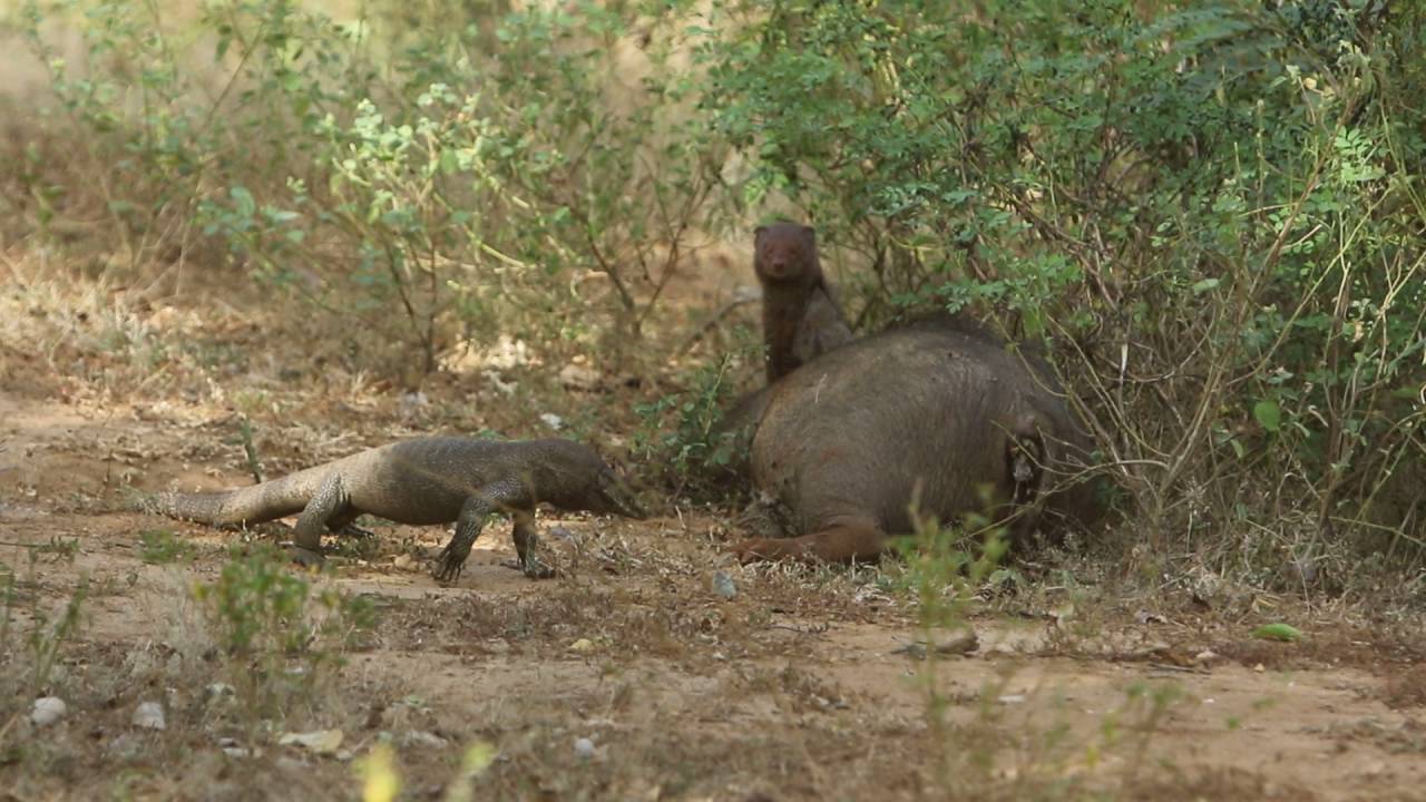 Mongoose Eating Wild Boar and Monitor Lizard around - YouTube