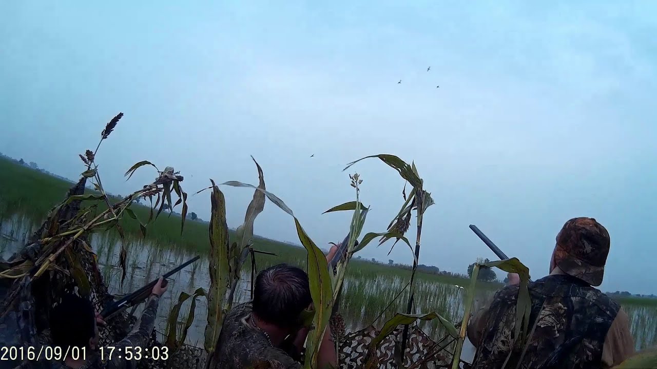 Watching people hunting ducks in the Rain in a Rice field:Opening ...