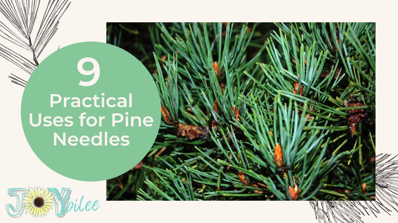 9 Practical Uses for Pine Needles - YouTube