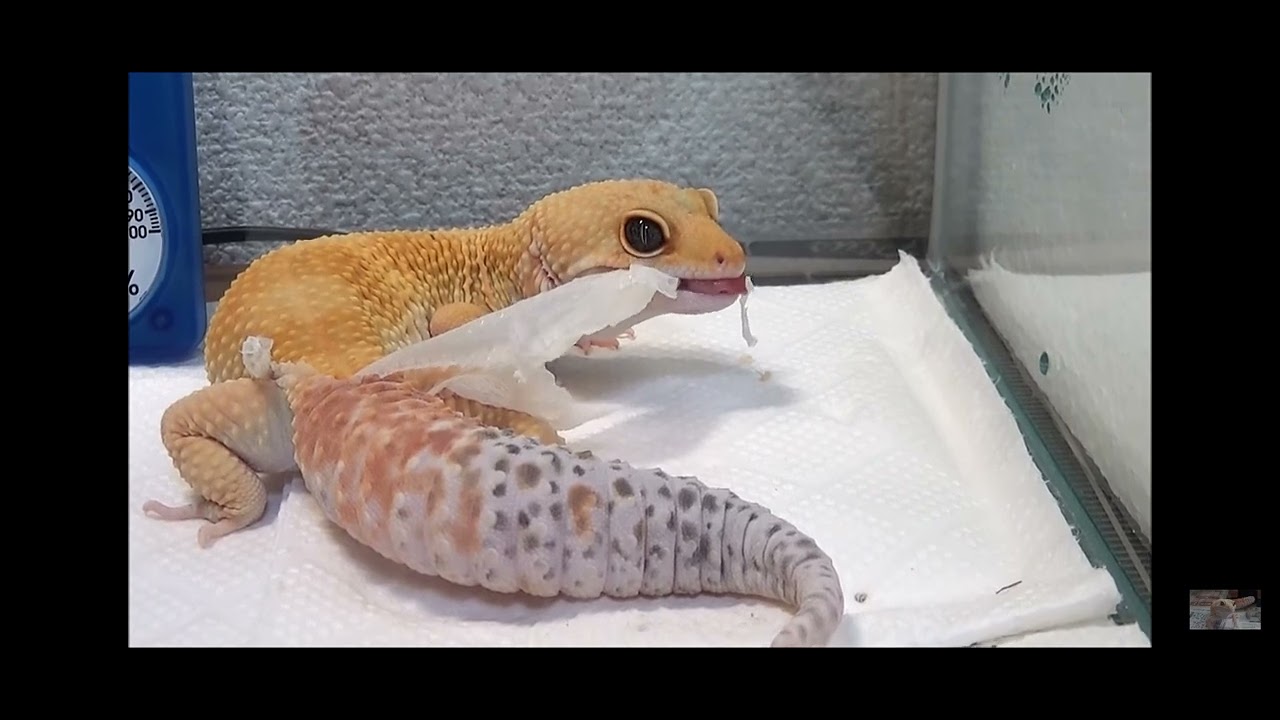 Satisfying SHED Compilation! | King-Cobra • Python • Gecko • Turtle @ChuckNorrizBeardedDragons ...