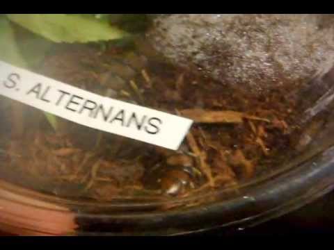 New Centipede - Scolopendra alternans - Haitian Giant Centipede - YouTube