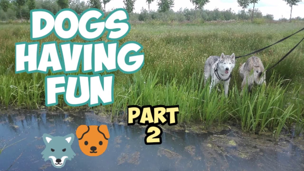 Dogs favorite day out part 2 , more exploring and wet paws - YouTube