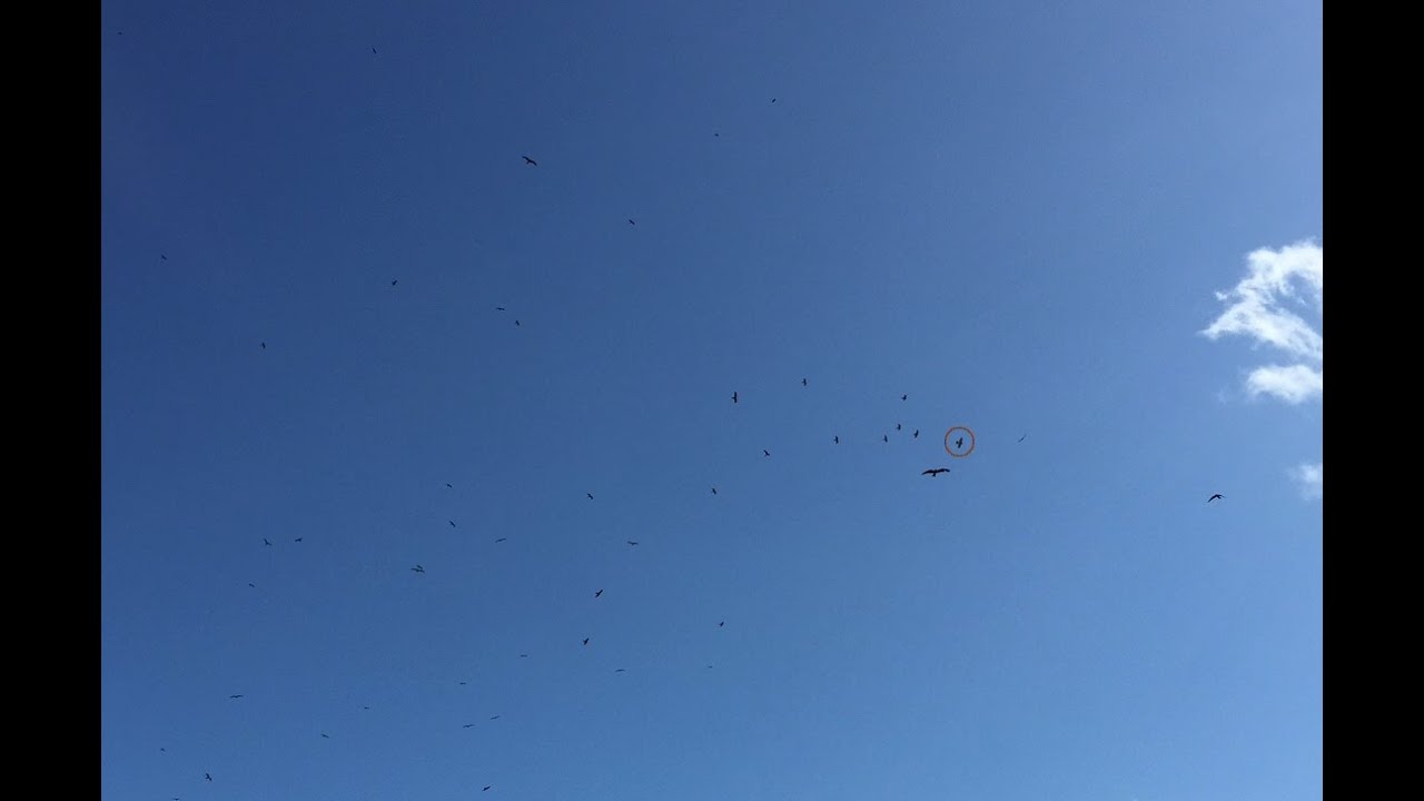 Electric Eagle at EPAC - YouTube