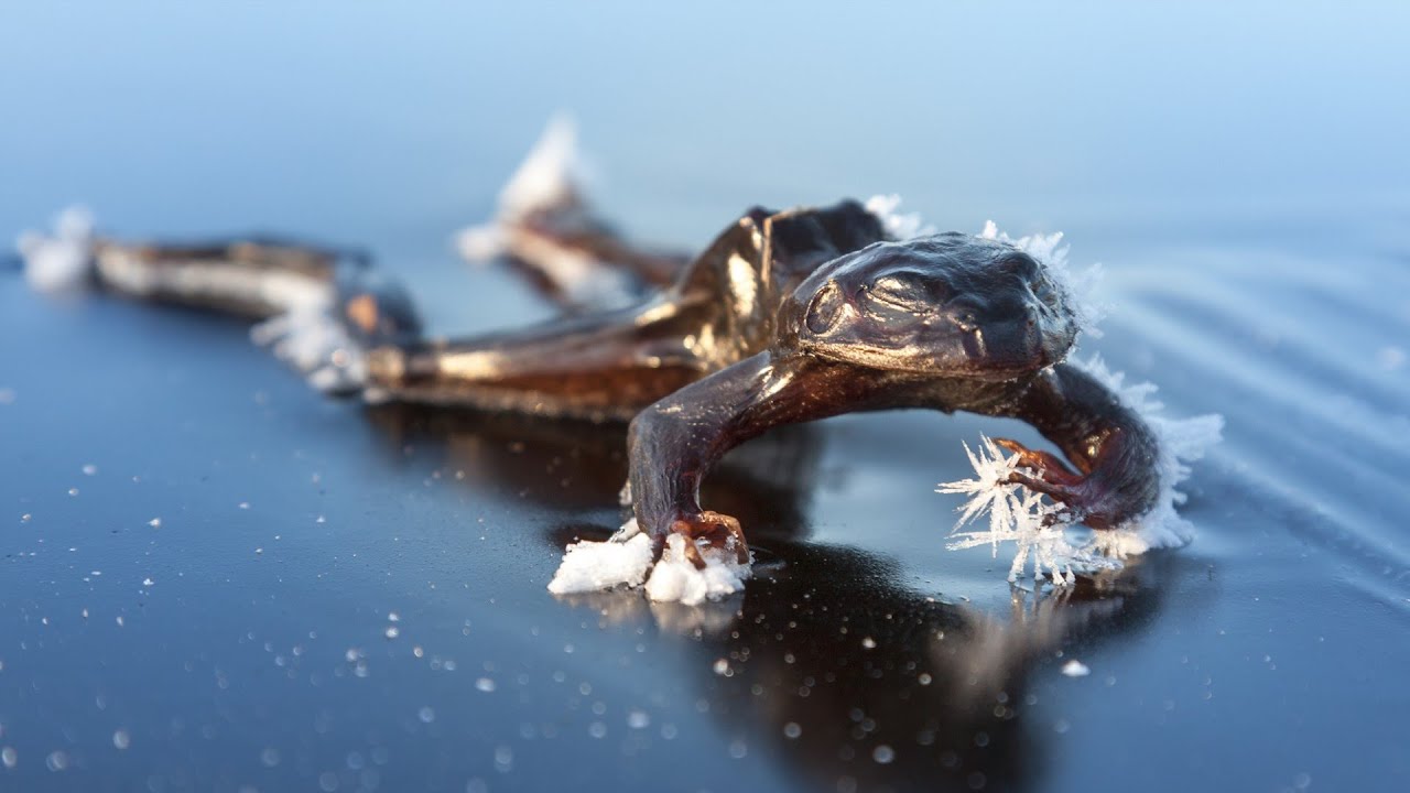 These animals are FROZEN but still ALIVE - YouTube