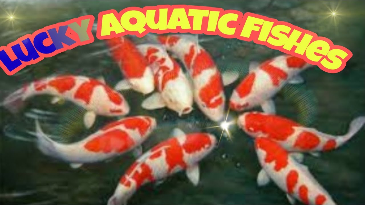 THE AQUATIC BEAUTIFUL CREATURES／swimming challenge - YouTube