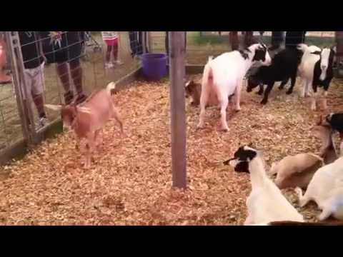 Mean ass goats - YouTube
