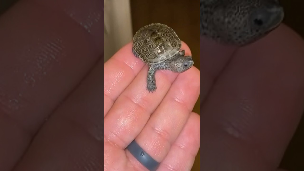 Worlds Smallest Turtle