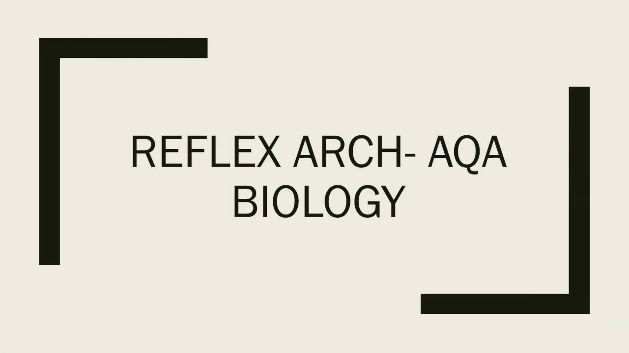 Reflex arch- AQA Biology - YouTube