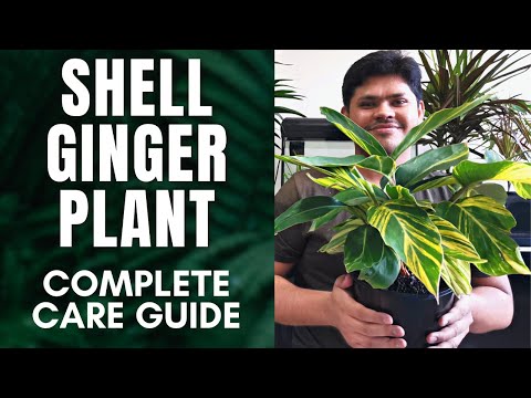 How To Care For Variegated Ginger Plant