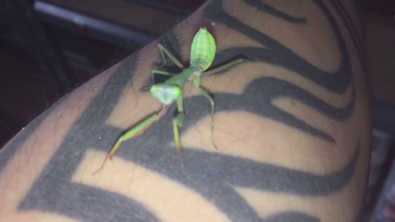 Another New Mantis Unboxing - YouTube