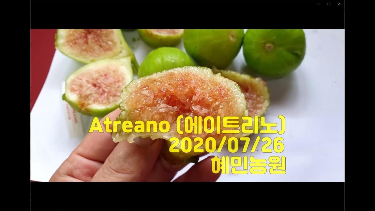 신품종 무화과 - 에이트리노 / Atreano fig - YouTube