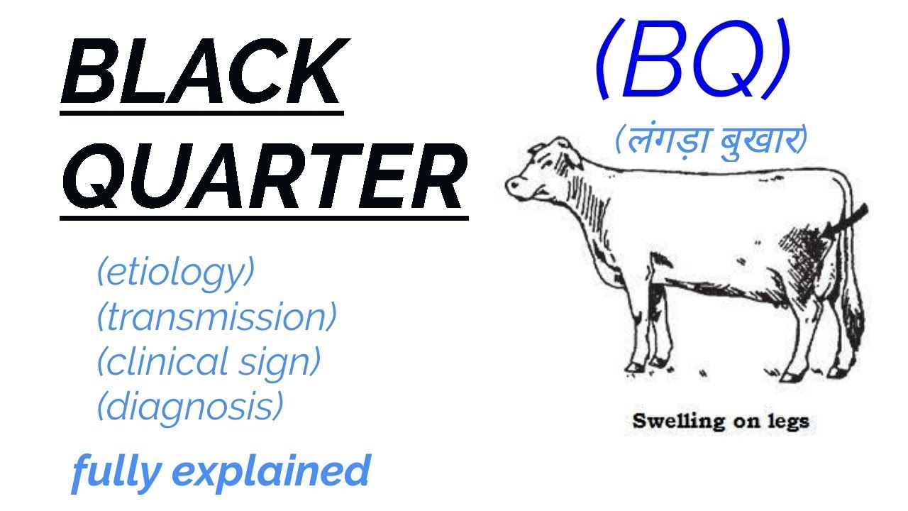 BLACK QUARTER | disease | etiology | transmission | clinical sign ...