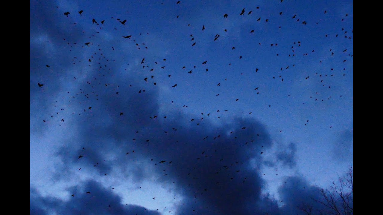 Downtown Bothell's crows - YouTube