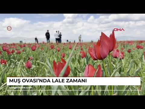 Muş Ovası’nda lale zamanı