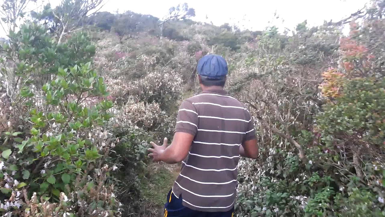 Kirigal poththa @ horton plains NELU flowers - YouTube