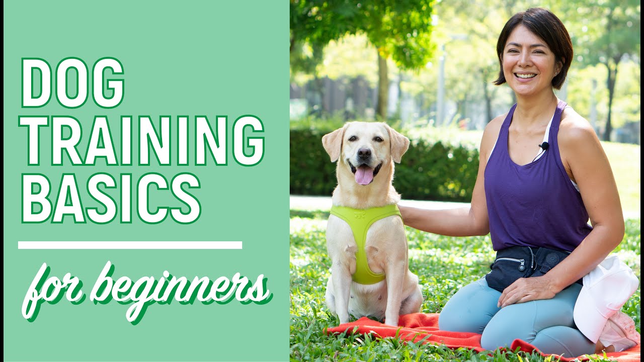 Dog Training Basics for Beginners // Alice Dixson - YouTube
