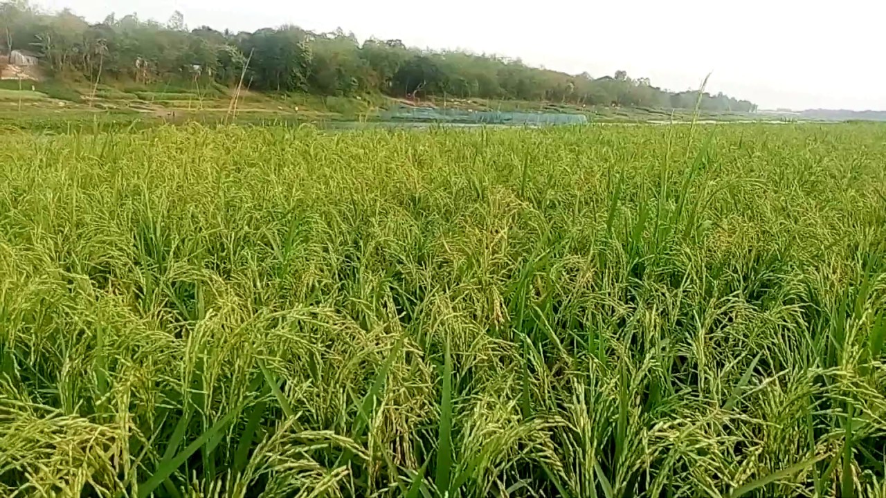 Pakka dhaan khet video background effect 4K - YouTube