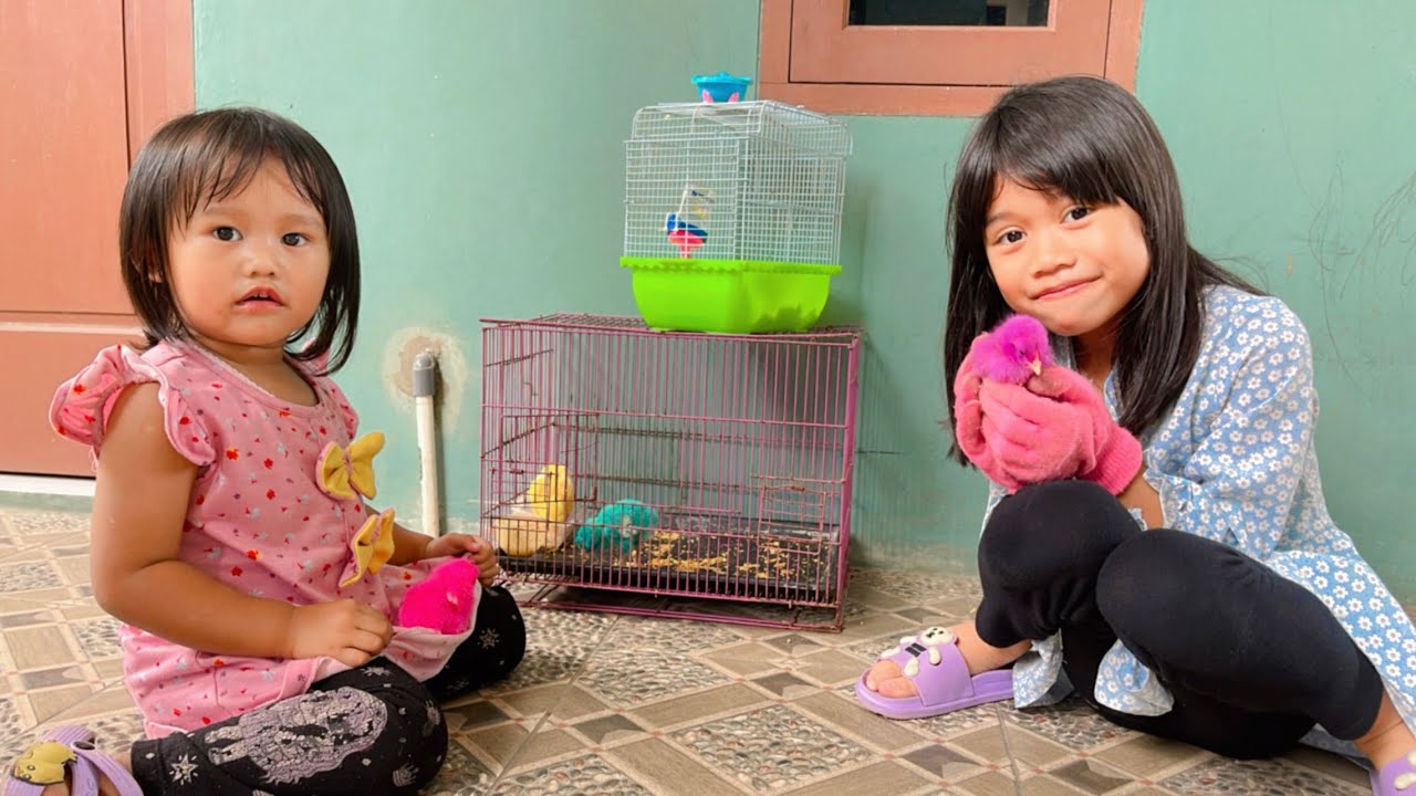 NINDI MAIN AYAM SAMA FITA DAN FIONA,ANAK AYAM WARNA-WARNI LUCU BANGET ...