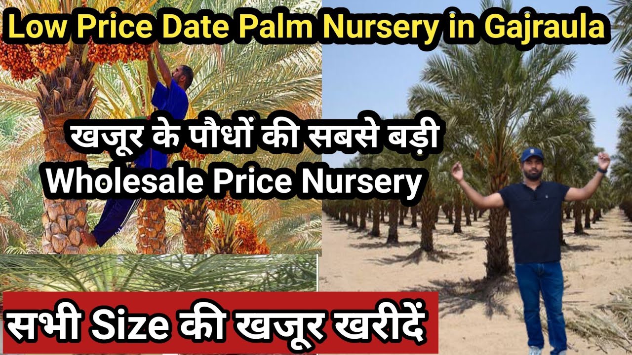 Date Palm Wholesale price nursery in Gajraula Up||Date Palm nursery ...
