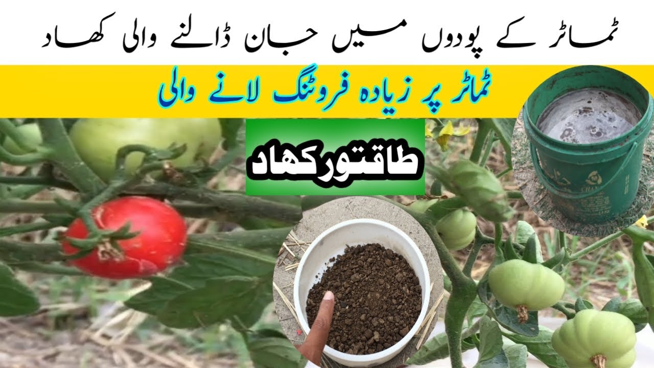 How to make liquid fertilizer at home | Liquid fertilizer for plants ...