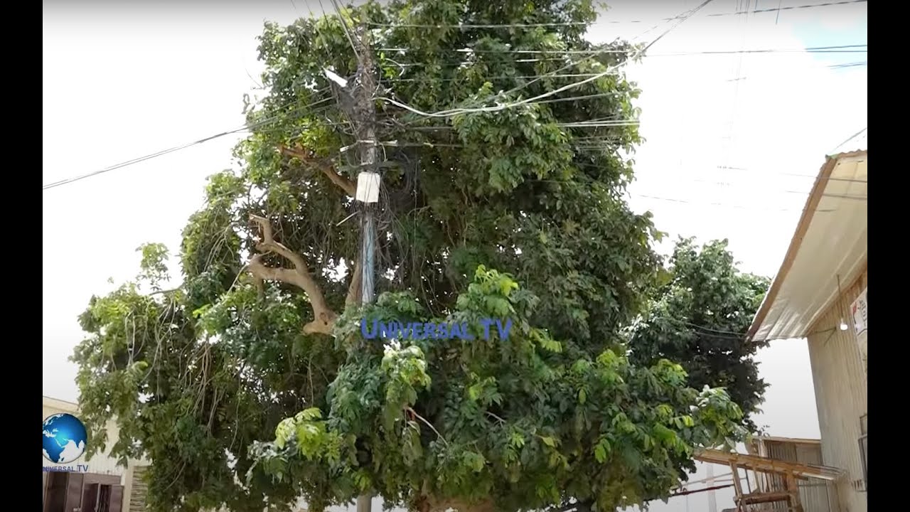 Maxay yihiin Geedaha hadal-heynta iyo Falcelinta xoogan dhaliyey ee ...