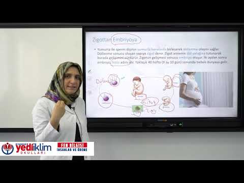 7.Sınıf  Ders : Fen Bilimleri / Konu / İnsanlarda Üreme