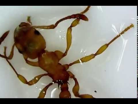 Fire Ant Cleaning Self under Microscope @ ~50x-100x Magnification - YouTube