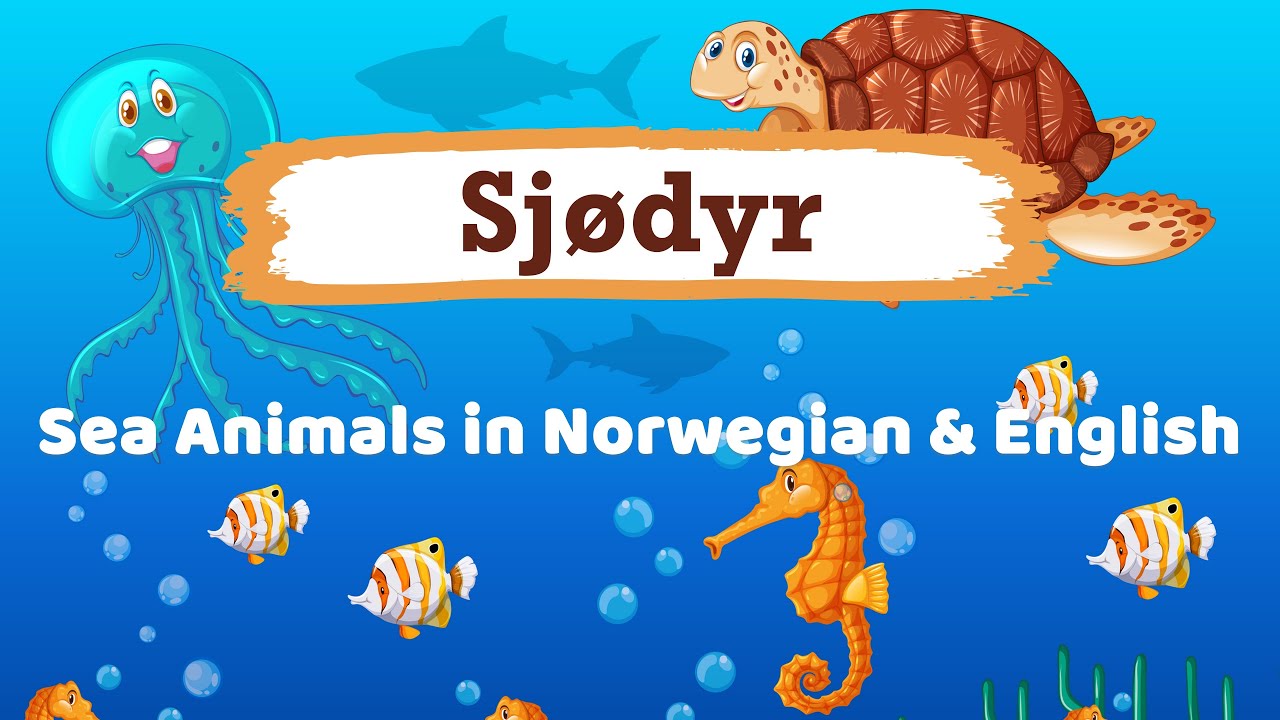 Norway Sea Animals