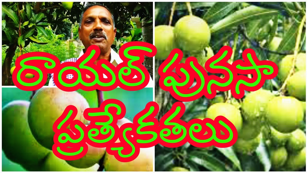 రాయల్ పునసా ప్రత్యేకతలు//mango spl royal punasa - YouTube