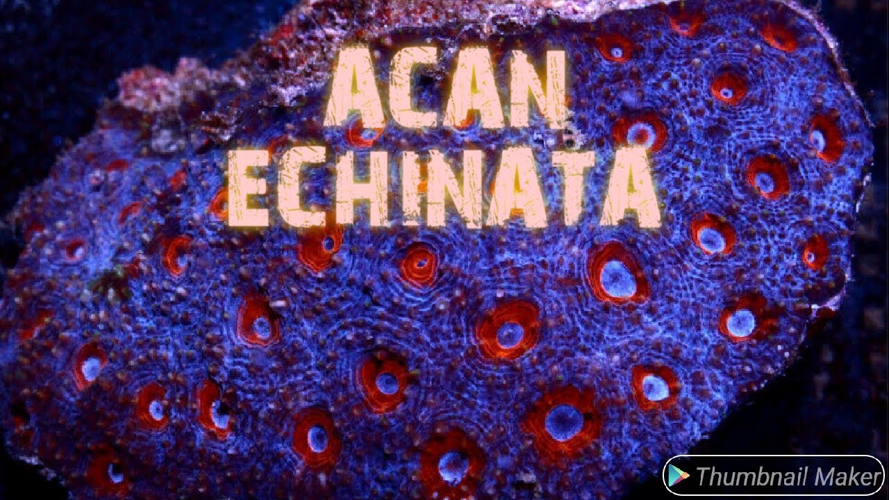 Memelihara coral acan echinata / Keeping Acan Brain Coral (Acanthastrea ...