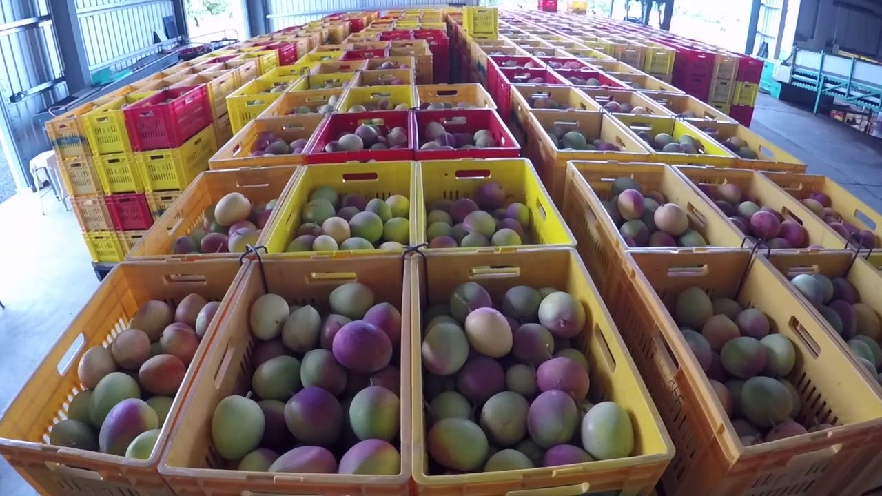 A DAY ON A MANGO FARM - YouTube