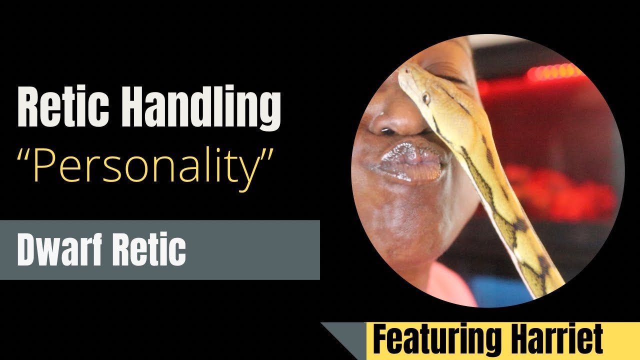 Reticulated Python Chronicles-Small one but Mighty. - YouTube